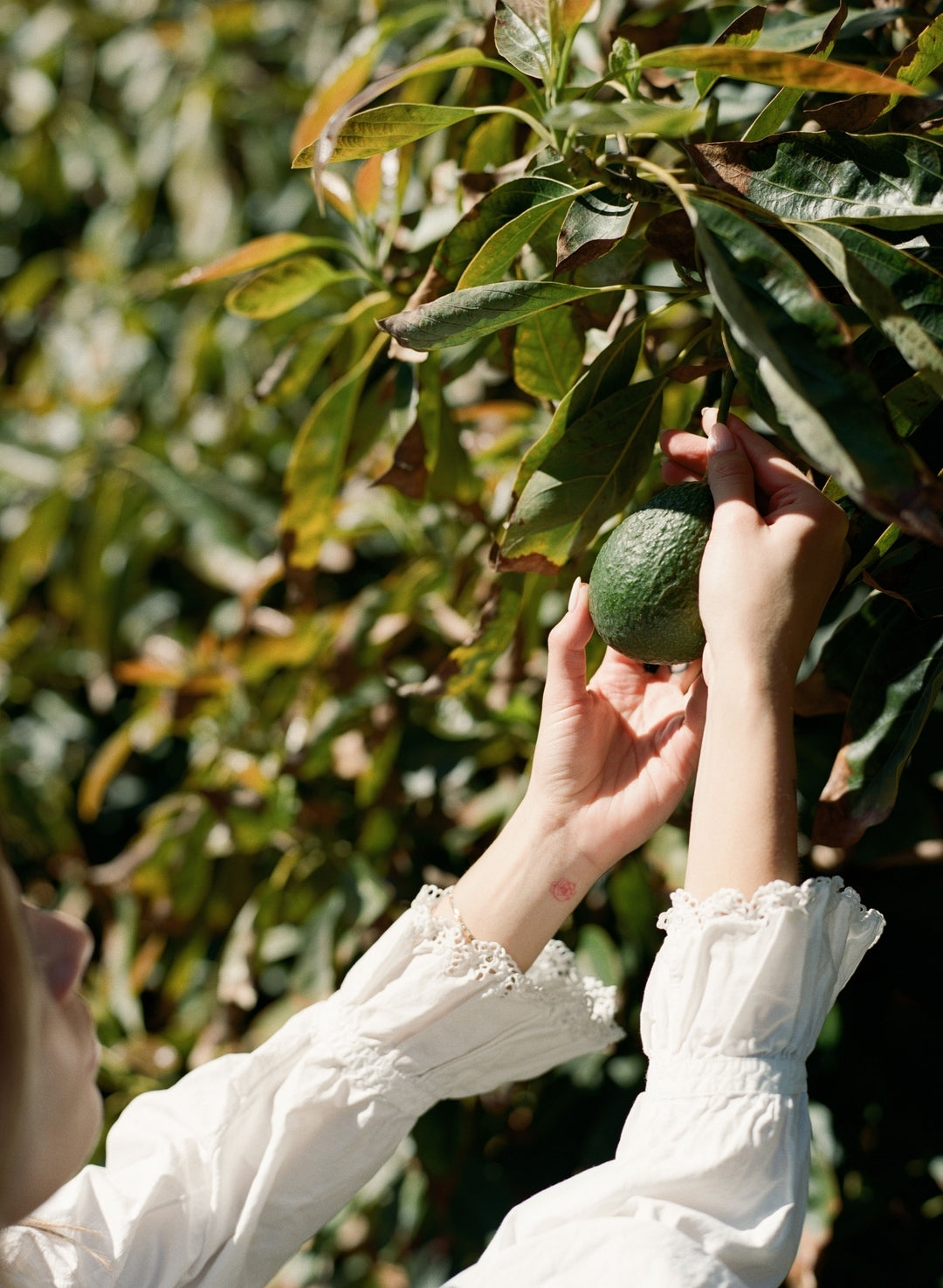 Avocado Oil Decoded: A Guide to Extra Virgin vs Pure - west~bourne